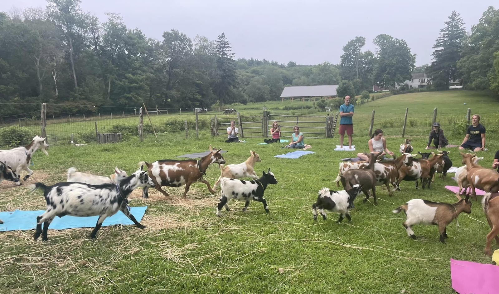 Goat Yoga: Lesson in Flexibility, Mindfulness, and Humor - Kids Yoga ...